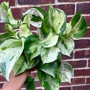 Manjula Pothos - RARE Variegated Manjula Pothos Rooted Plants - White ...