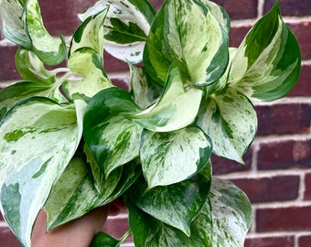 Manjula Pothos, Rooted Plant | - Etsy
