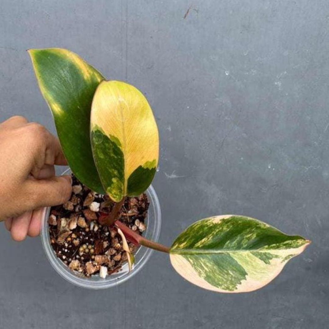 Yellow Congo Variegated Philodendron Live Plant - Super Rare Yellow ...