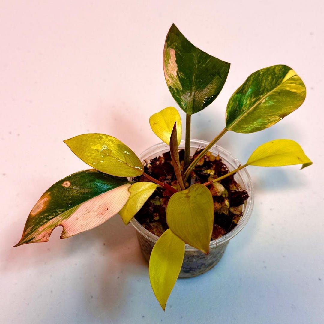 Philodendron Yellow Congo Variegated Live Plant - Super Rare Indoor ...