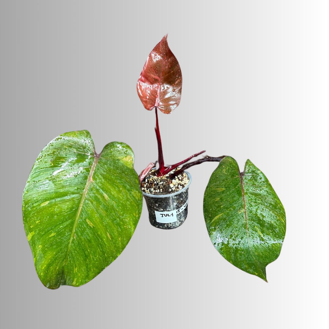 RARE Philodendron Orange Princess in a Nursery Pot Live Philodendron ...