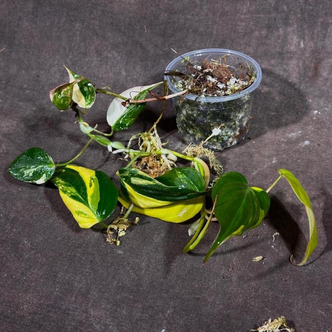 Rare Variegated Philodendron Mican Aurea in a Nursery Pot - Rare ...