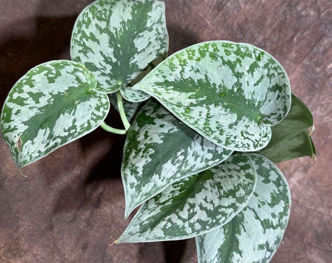 Scindapsus Silver Exotica Plant in 4" Grow Pot - Silver Satin Pothos ...