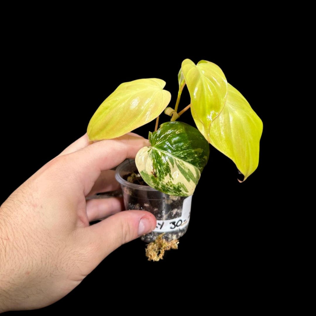 Rare Variegated Philodendron Mican Aurea in a Nursery Pot Variegated ...