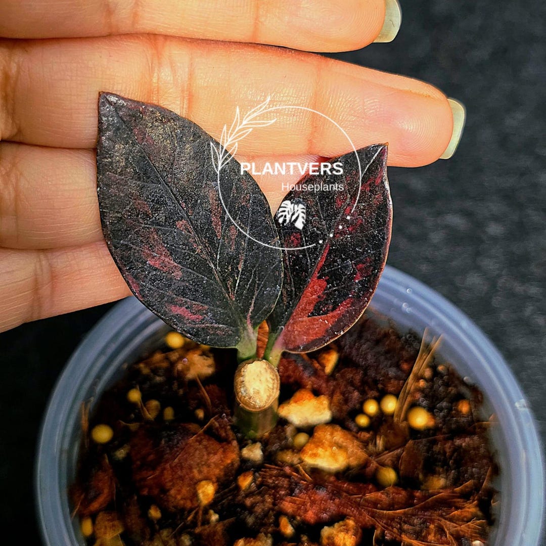 Rare Pink Variegated Raven ZZ Plant - Zamioculcas Zamiifolia Raven ...