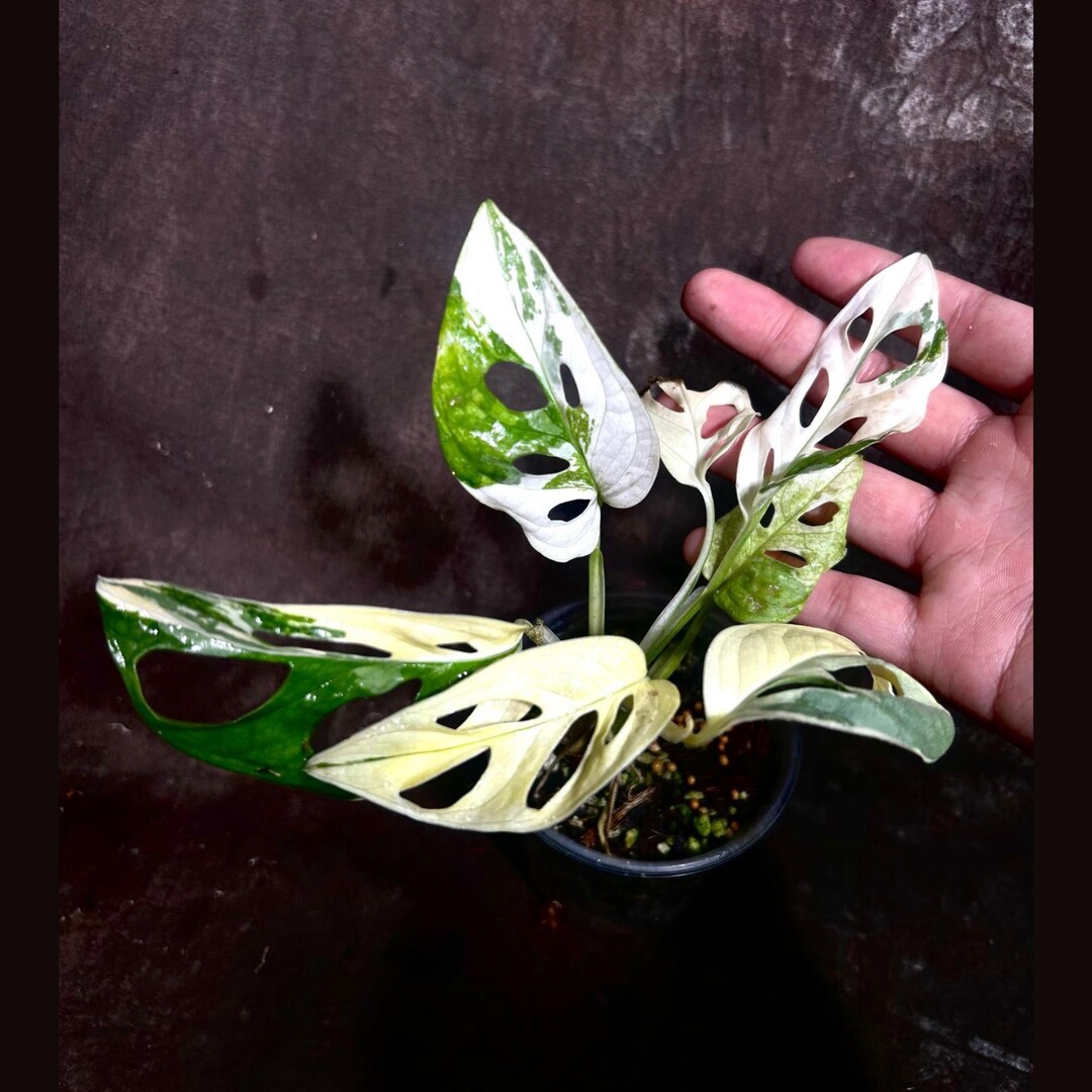 High Variegated White Monstera Adansonii Albo in a Nursery Pot - Swiss ...