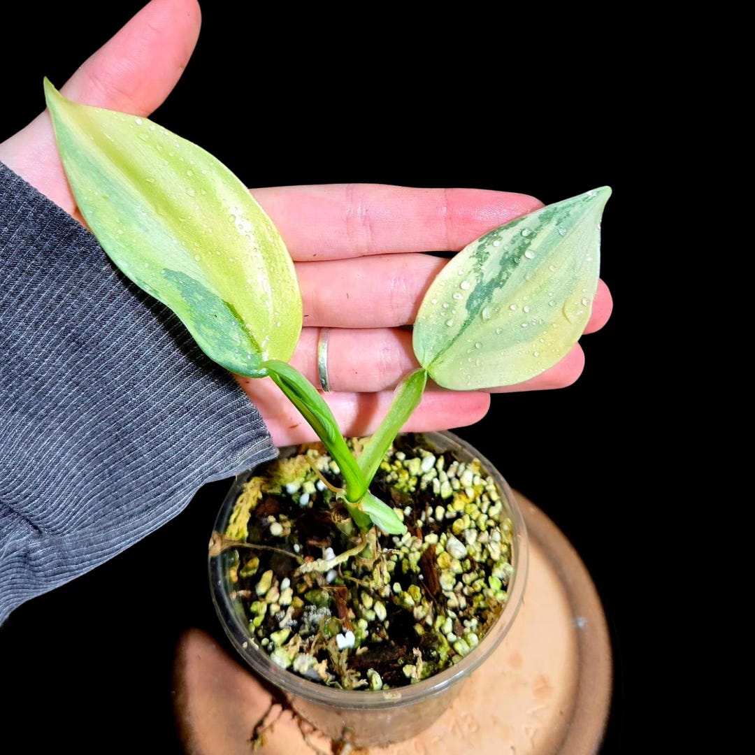Philodendron Silver Sword Variegated Plant in a Nursery Pot | Indoor ...