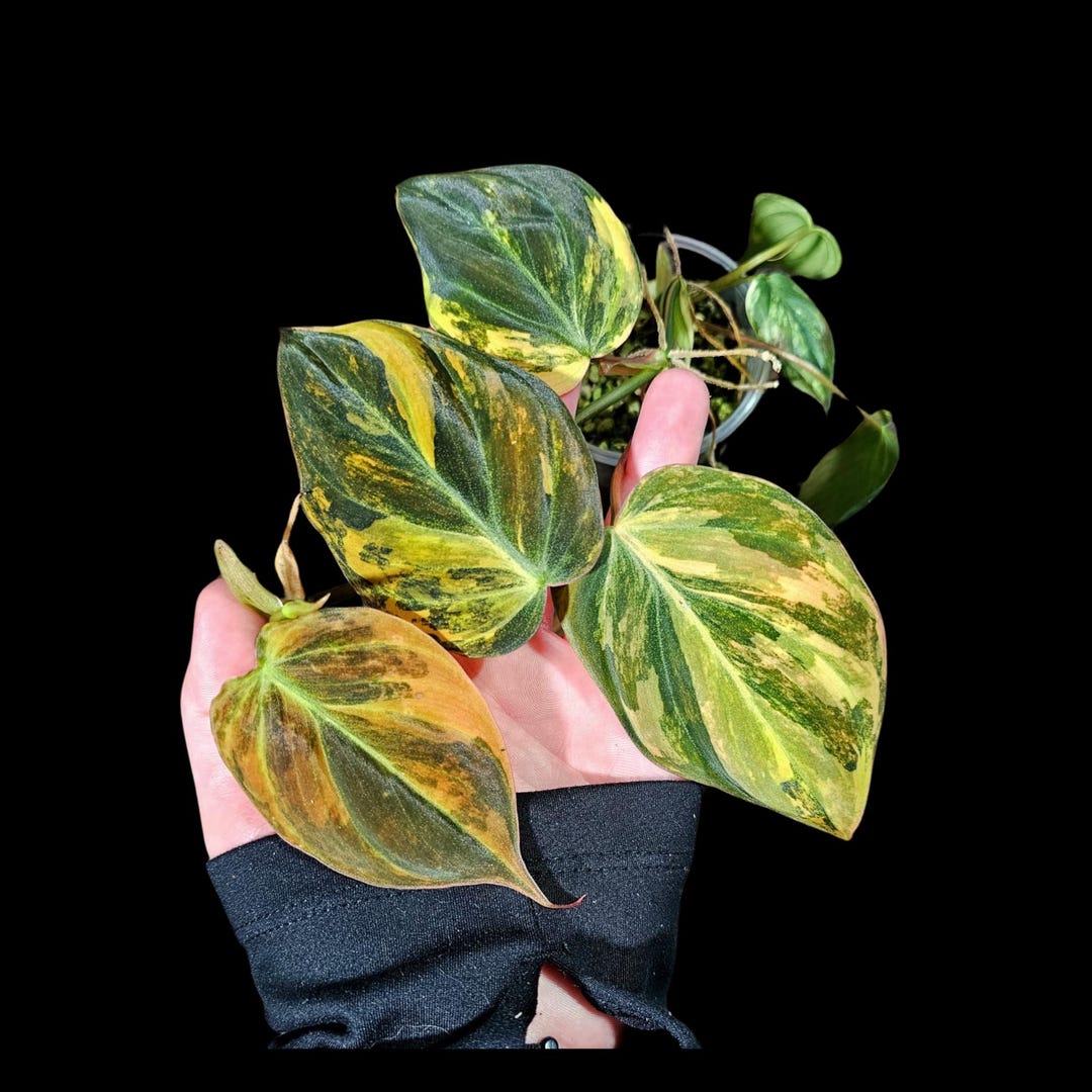 Rare Variegated Philodendron Mican Aurea in a Nursery Pot High ...