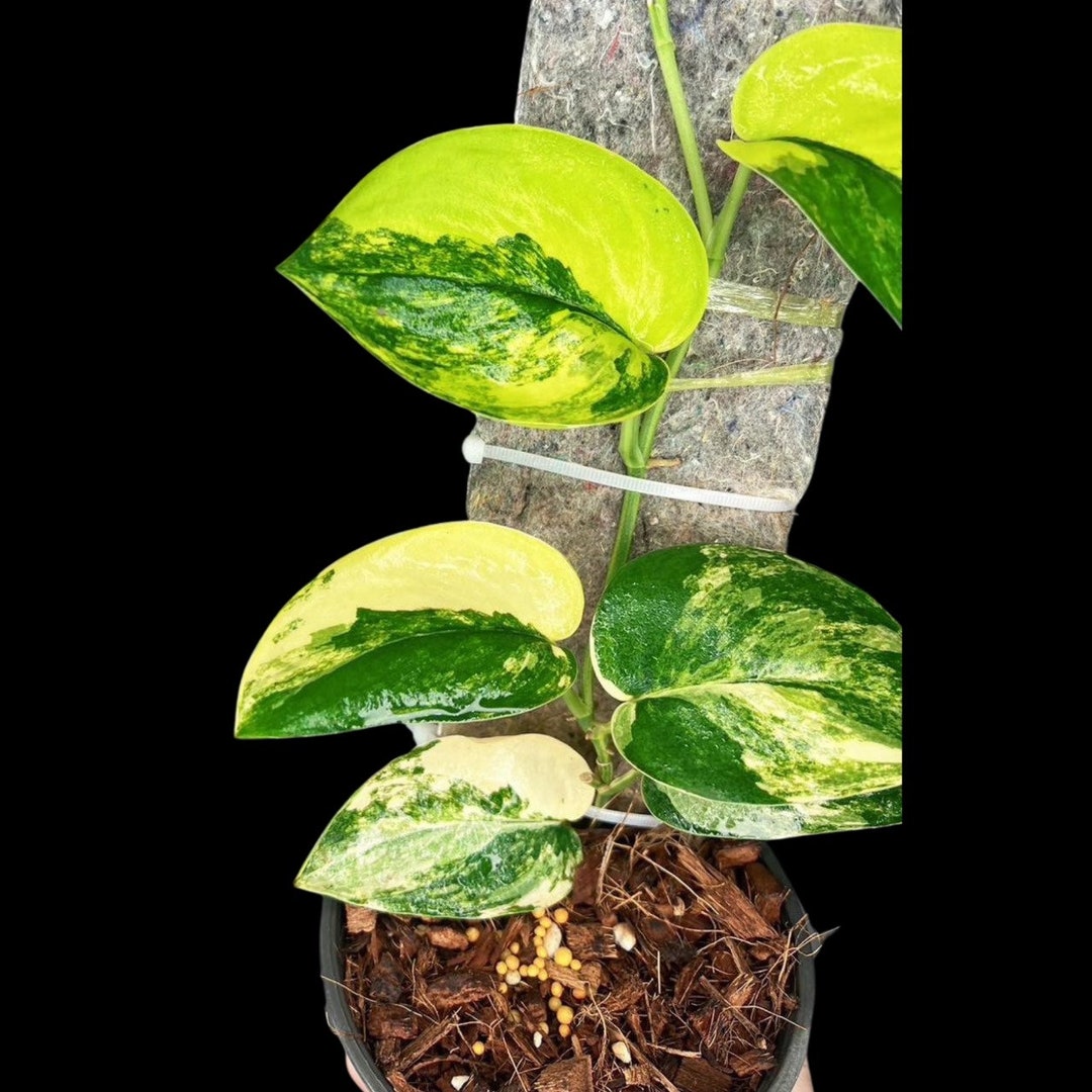 Scindapsus Jade Satin Variegated Variegated Scindapsus Cutting & Potted ...