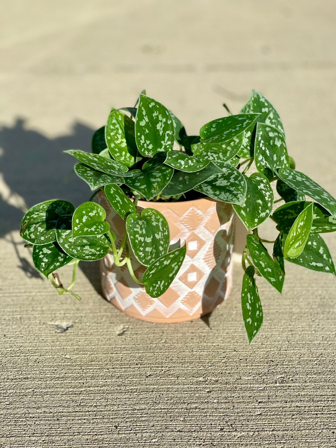 Silver Pothos - RARE Silver Satin or Silvery Anne - Easy Care Low Light ...