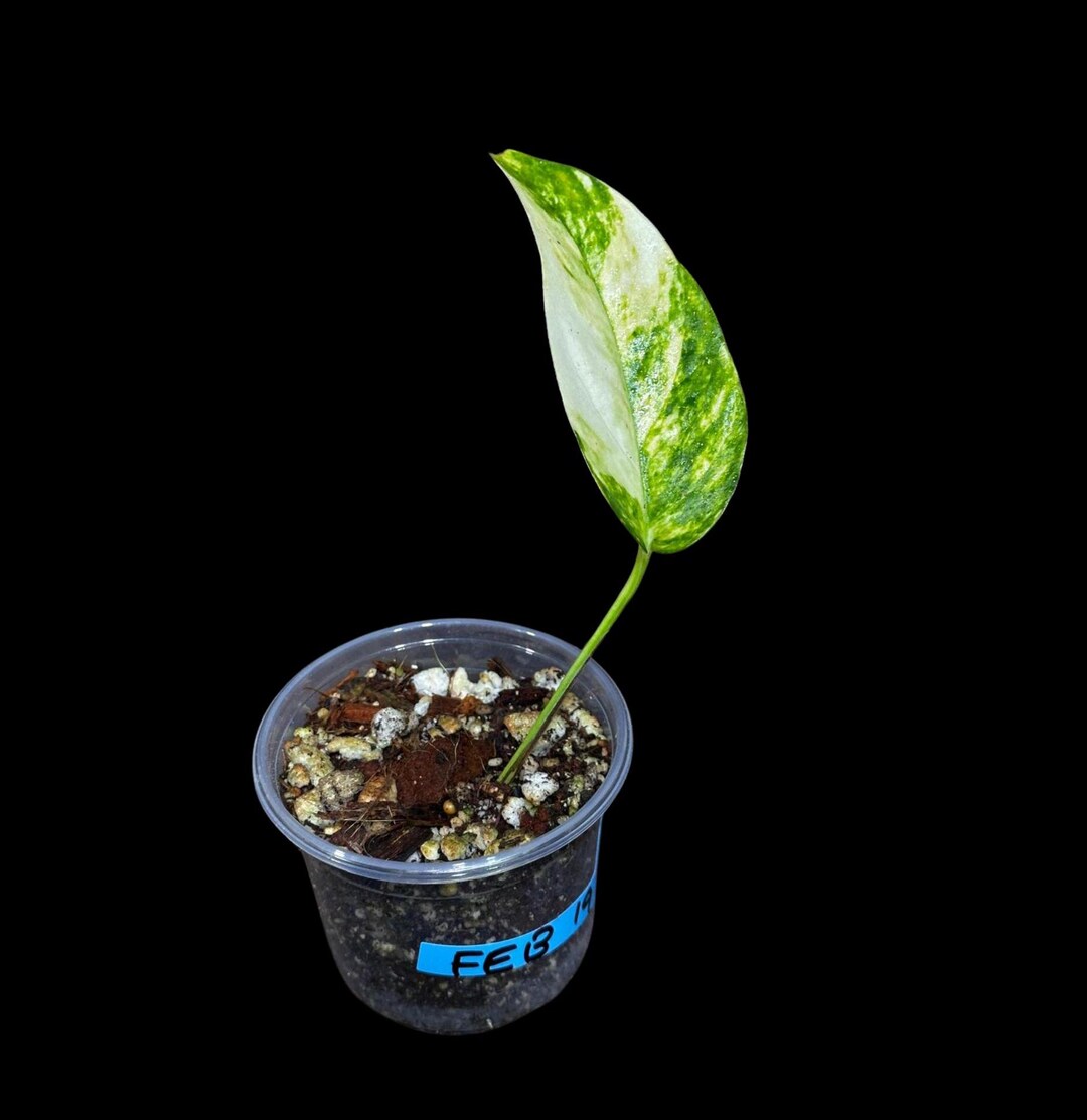 RARE Variegated Golden Flame Epipremnum Pinnatum in a Nursery Pot ...