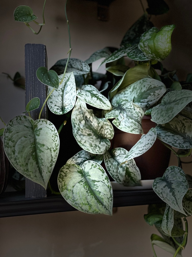Scindapsus Silver Exotica RARE Indoor Vining Plant Easy Care - Etsy