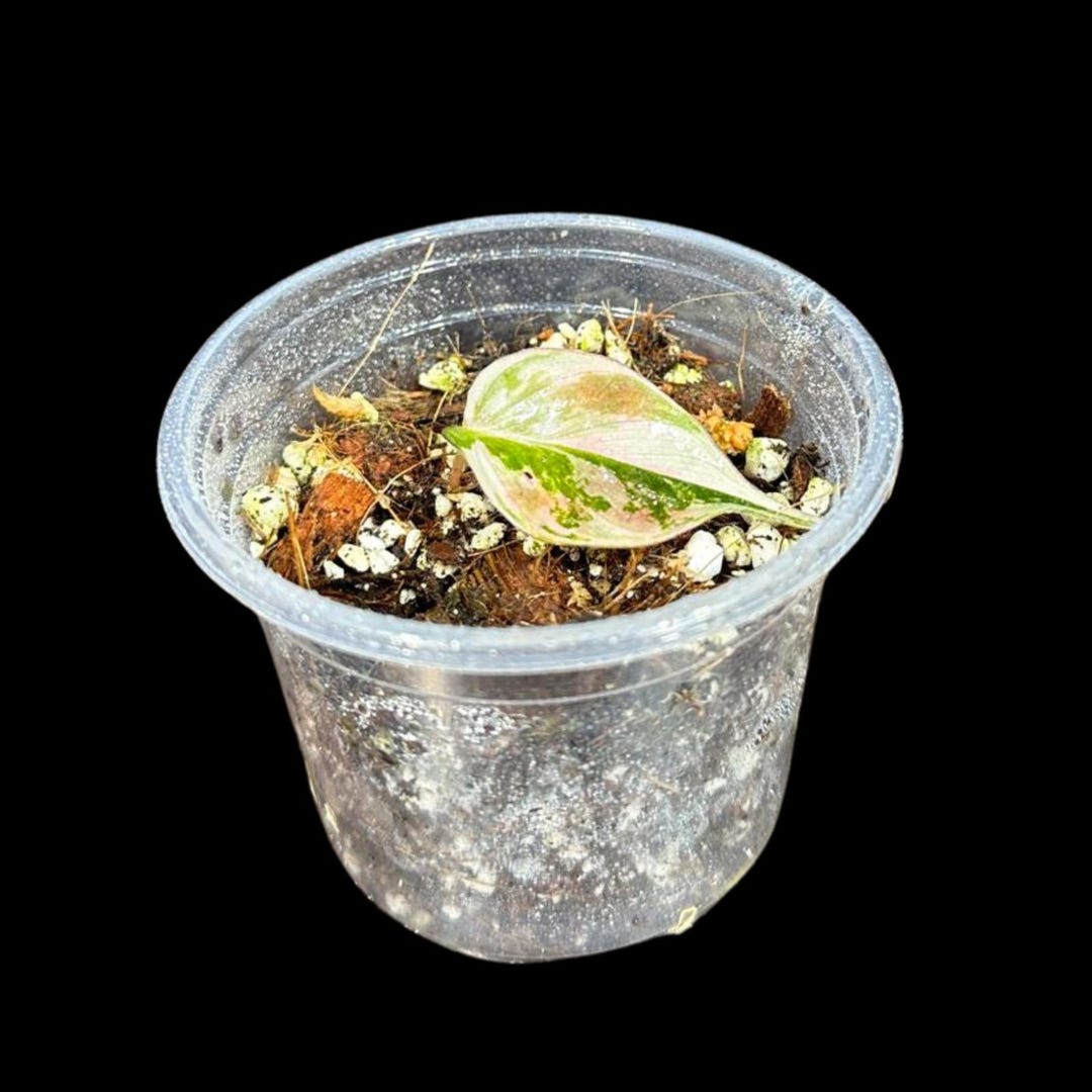 Rare Variegated Philodendron Mican Aurea in a Nursery Pot Variegated ...