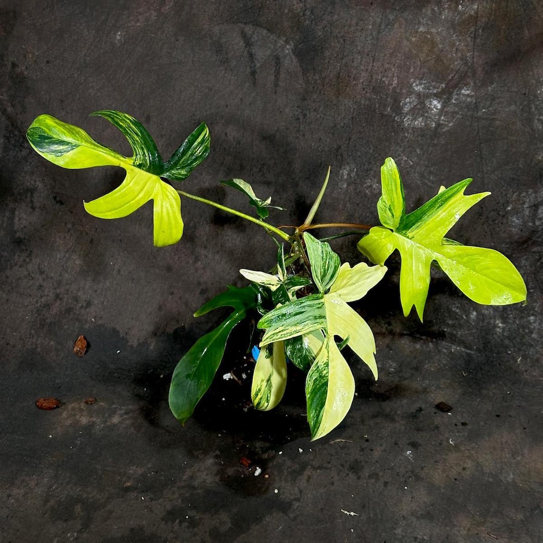 Variegated Philodendron Florida Beauty in a Nursery Pot - Extremely ...