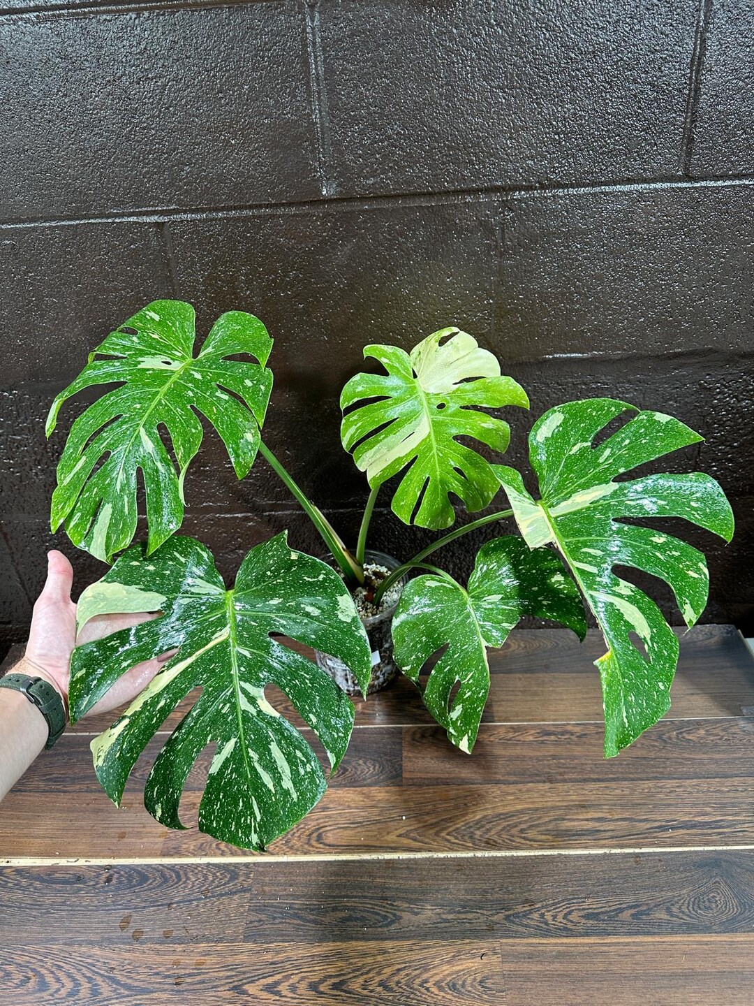Monstera Thai Constellation Plant Variegated Monstera Thai ...