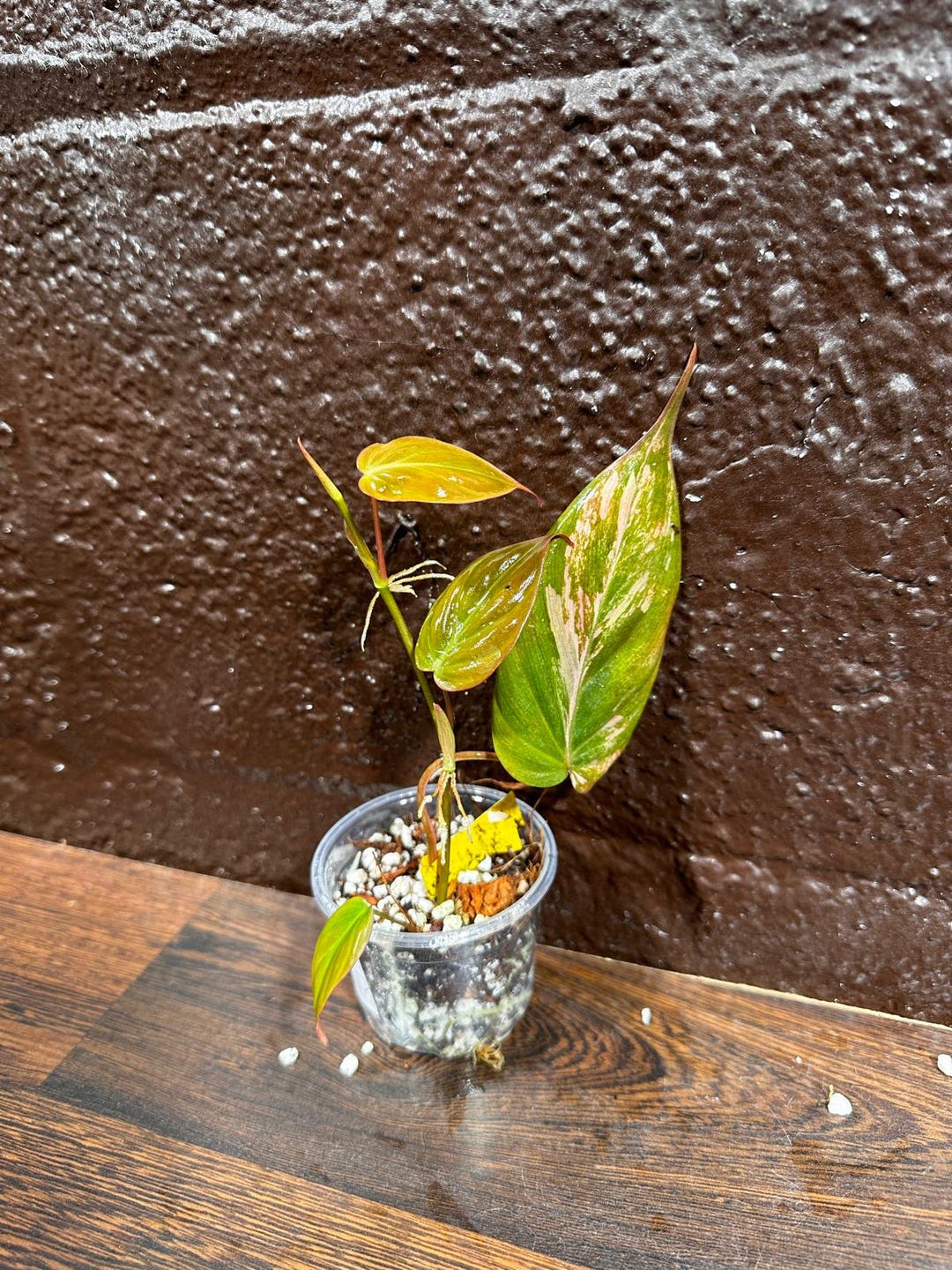 Rare Variegated Philodendron Mican Aurea in a Nursery Pot High ...