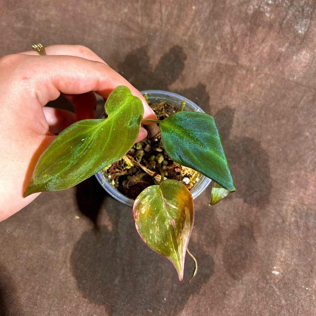 Rare Variegated Philodendron Mican Aurea in a Nursery Pot - Rare ...