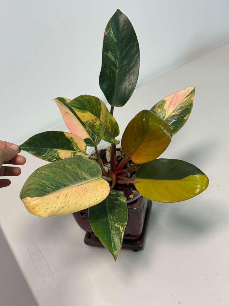 Yellow Congo Philodendron Variegated Live Plant - Super Rare Yellow ...