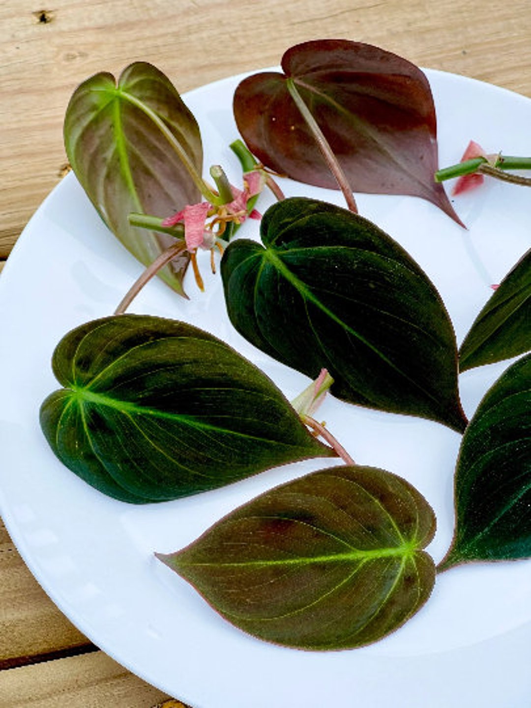 Velvet Leaf Philodendron Cuttings RARE Velvet Leaf Plant Philodendron ...