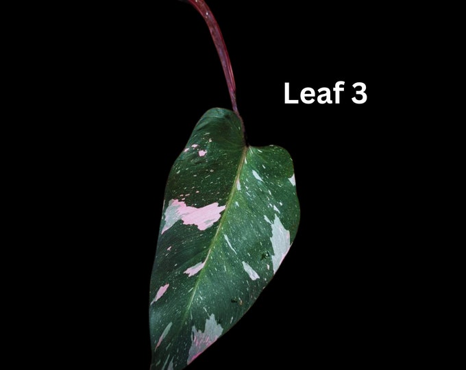 Variegated Philodendron Pink Princess Marble Mature Cut - Indoor ...