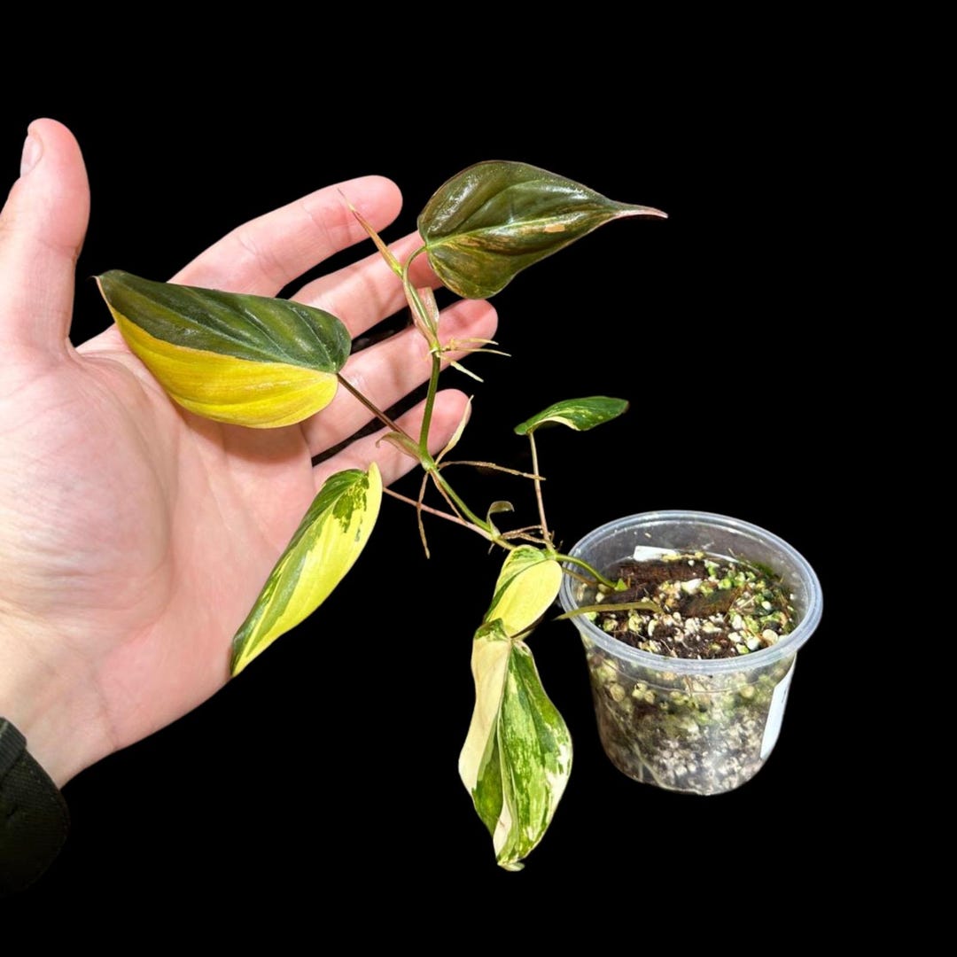 Rare Variegated Philodendron Mican Aurea in a Nursery Pot Variegated ...