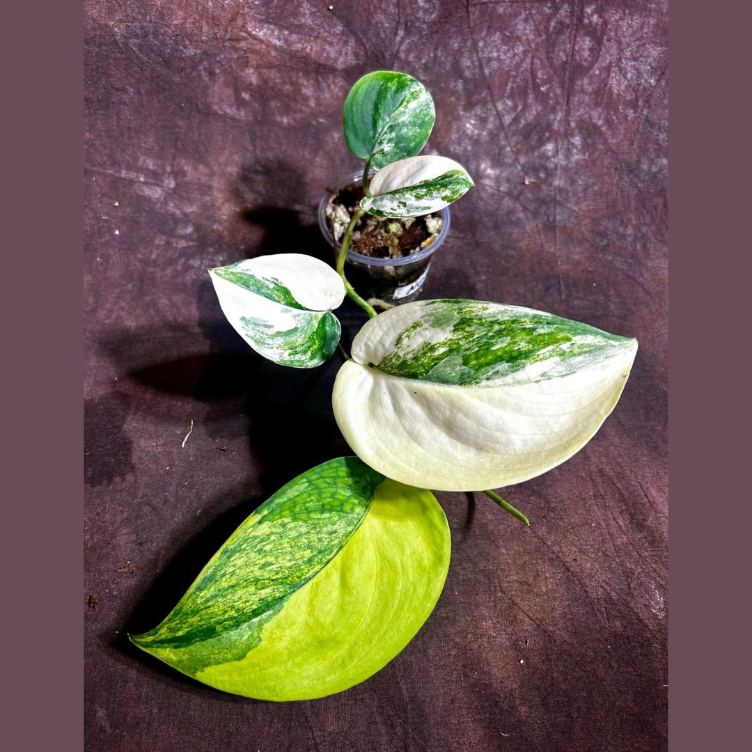 Variegated Scindapsus Pictus 'jade Satin' Plant in a Nursery Pot | Rare ...