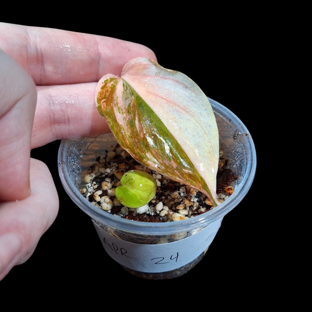 Rare Variegated Philodendron Mican Aurea in a Nursery Pot High ...