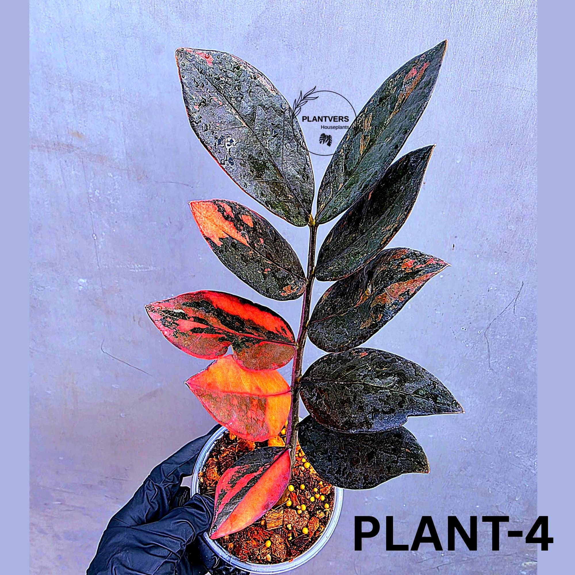 Rare Variegated Pink Raven ZZ Plant Cutting UNROOTED - Zamioculcas ...