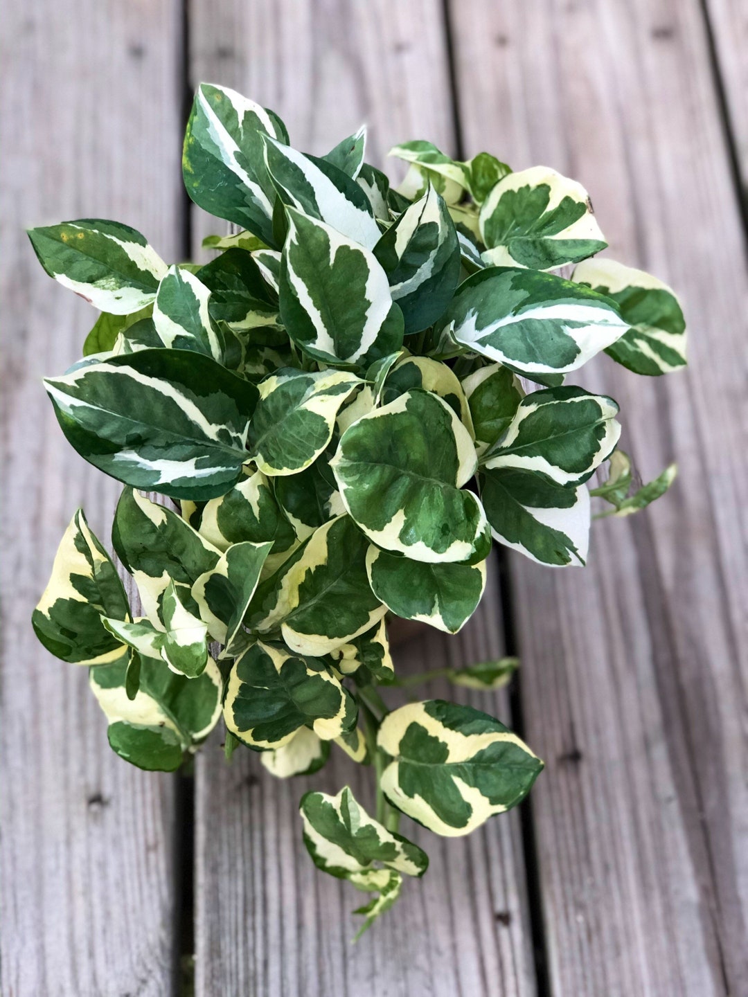 RARE Pothos Njoy FULL Pot 4”pot- White Variegated Indoor Vines - Low ...