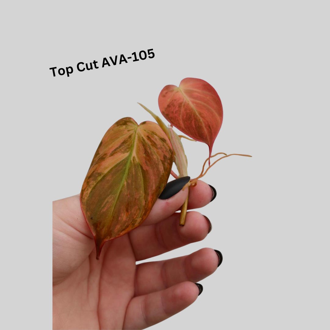 Rare Variegated Philodendron Mican Pink Cuttings Heartleaf Pink Mican ...