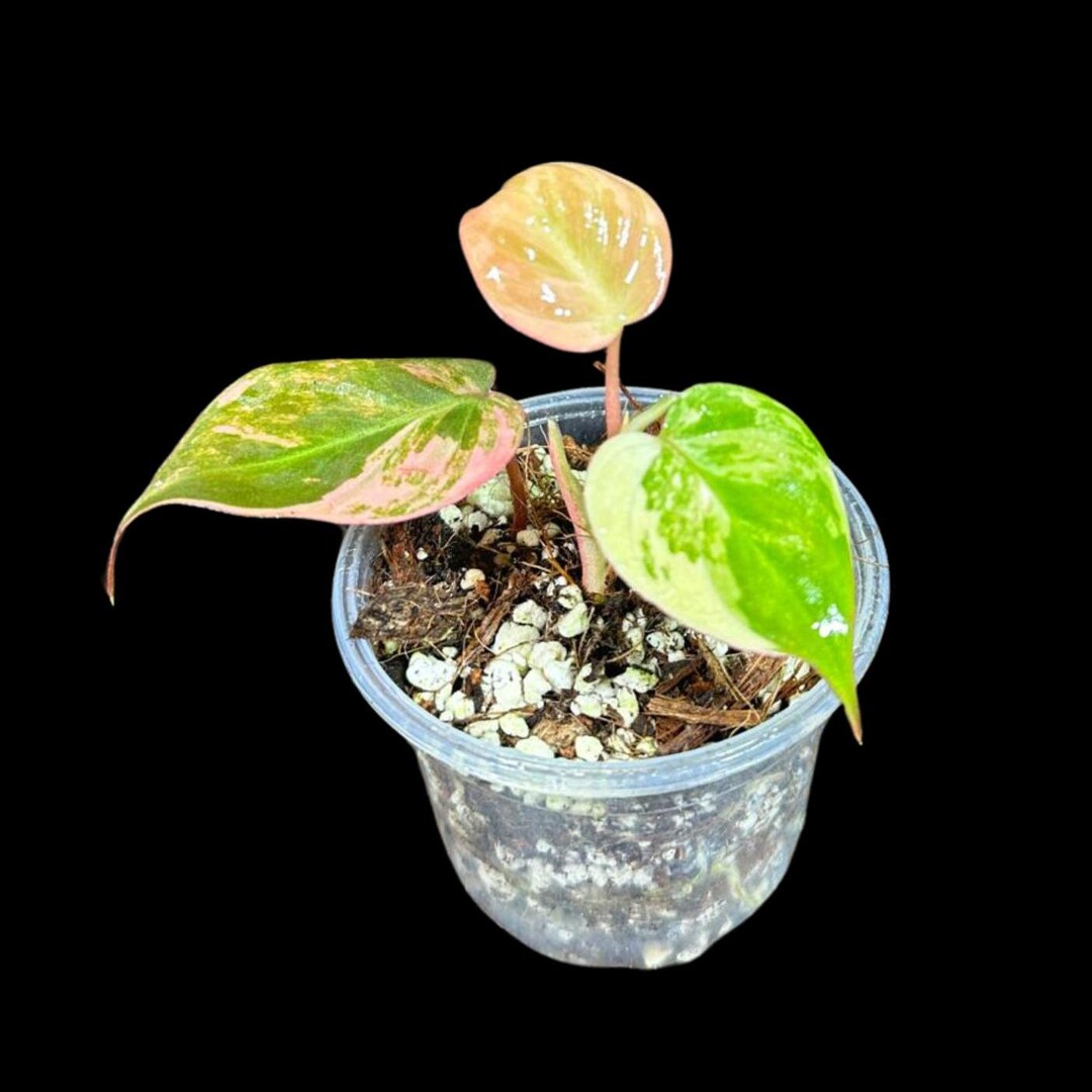 Rare Variegated Philodendron Mican Pink Mature Plant in a Nursery Pot ...