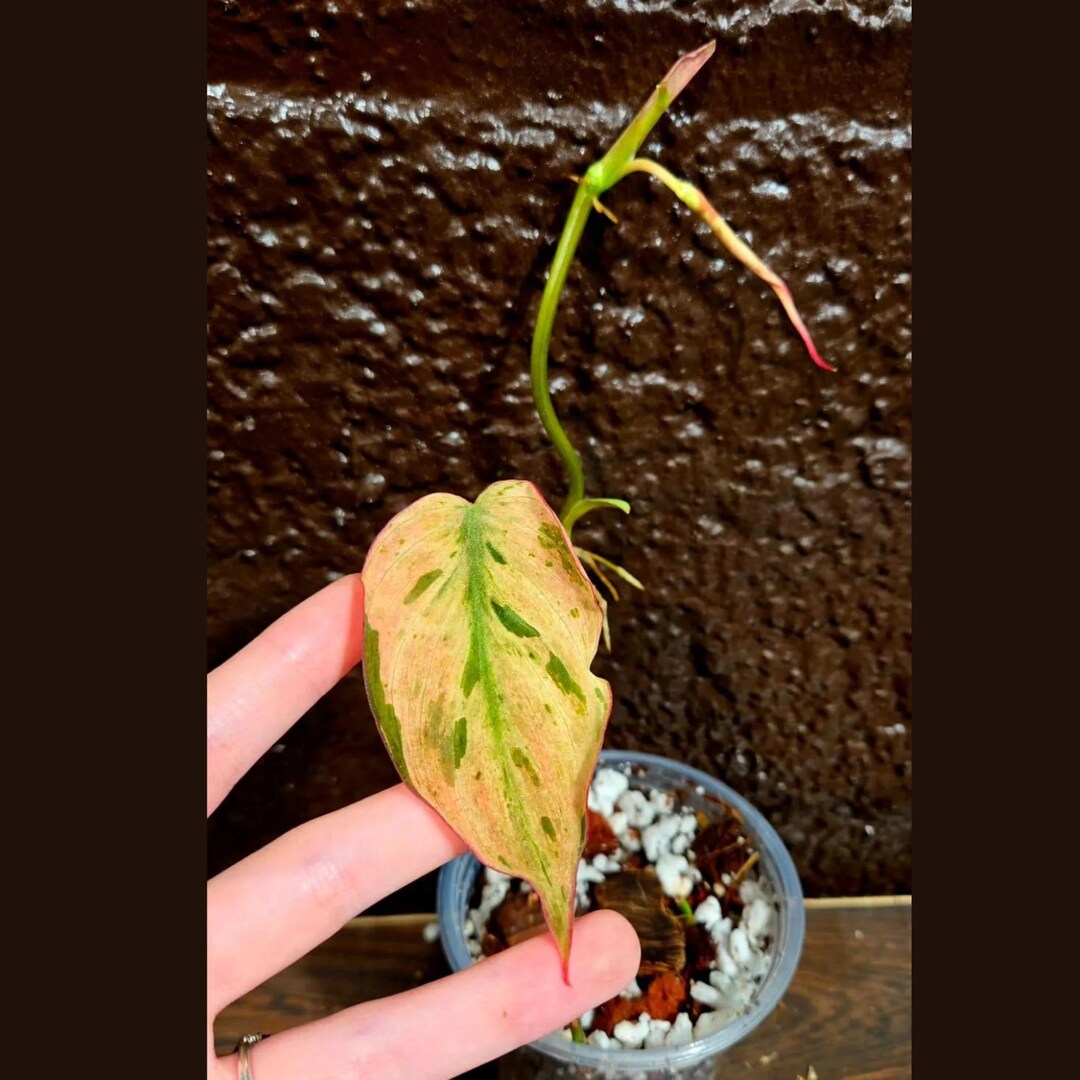 Rare Variegated Philodendron Mican Mint in a Nursery Pot Variegated ...