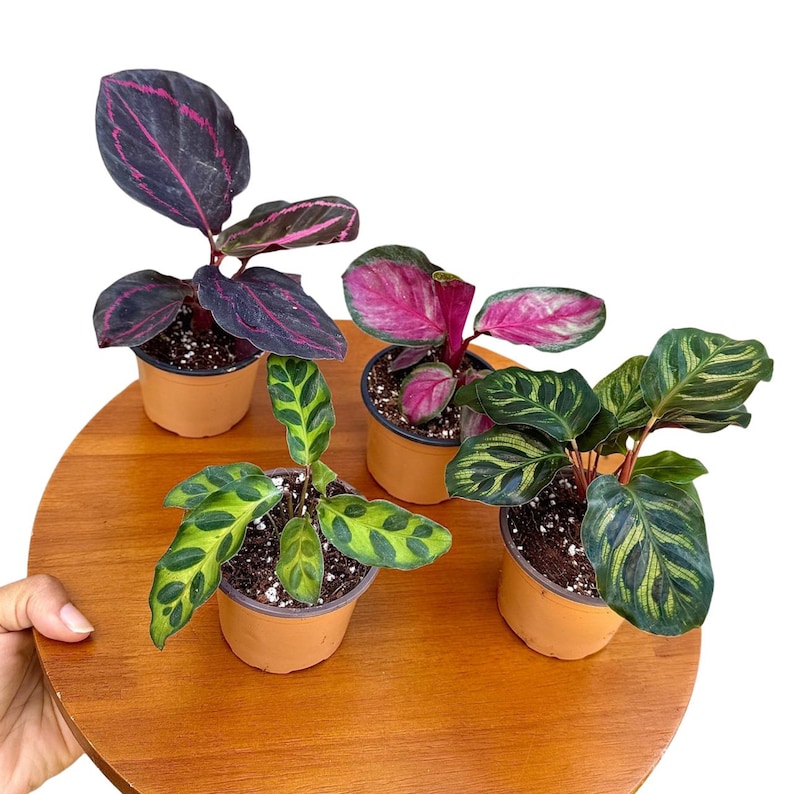 Calathea Live Plant Set Assorted - 2” Potted Prayer Plants - Calathea ...