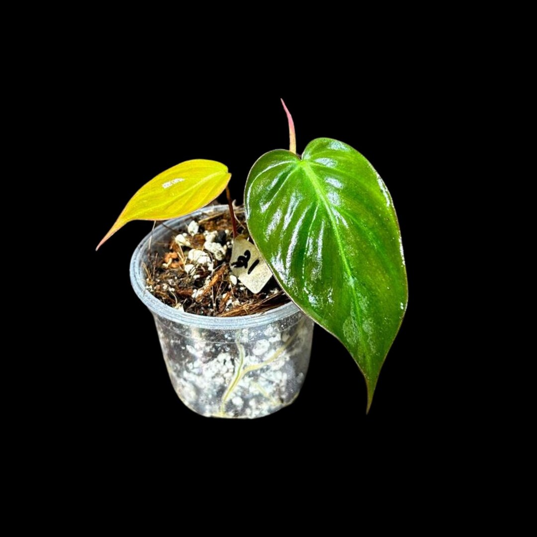 Rare Variegated Philodendron Mican Aurea in a Nursery Pot Variegated ...