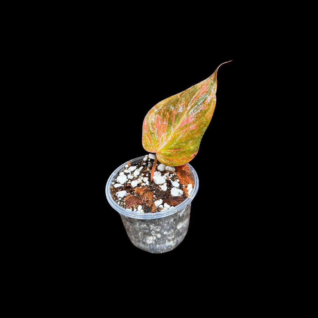 Rare Variegated Philodendron Mican Aurea in a Nursery Pot - High ...