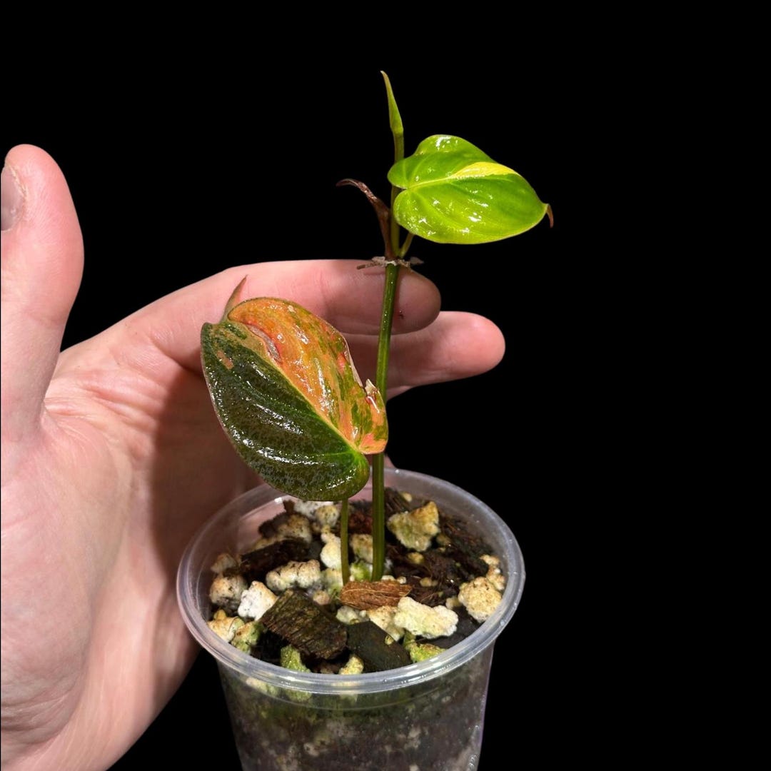 Rare Variegated Philodendron Mican Aurea in a Nursery Pot - Rare ...