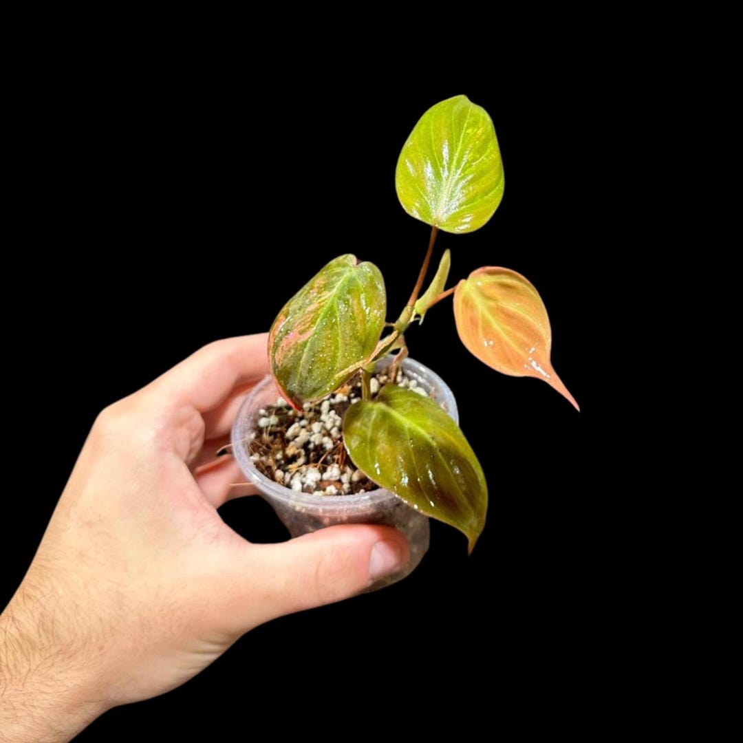 Rare Variegated Philodendron Mican Aurea in a Nursery Pot High ...