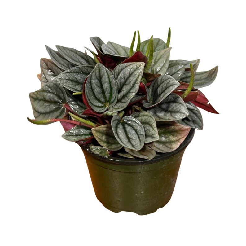 Peperomia Pearl Plant Live 4” Pot – Rare Houseplant With Burgundy ...