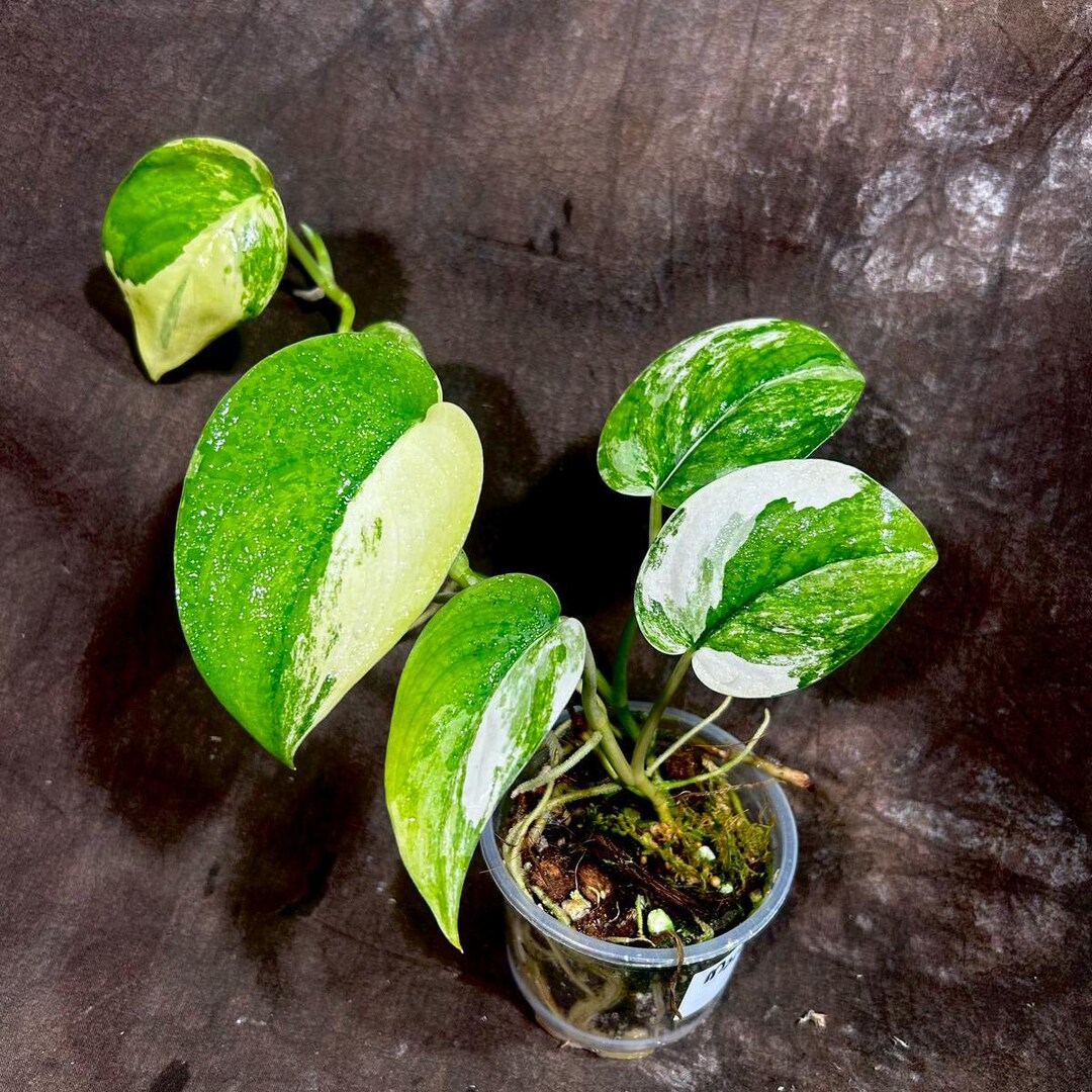 Variegated Scindapsus Pictus 'jade Satin' Plant in a Nursery Pot | Rare ...