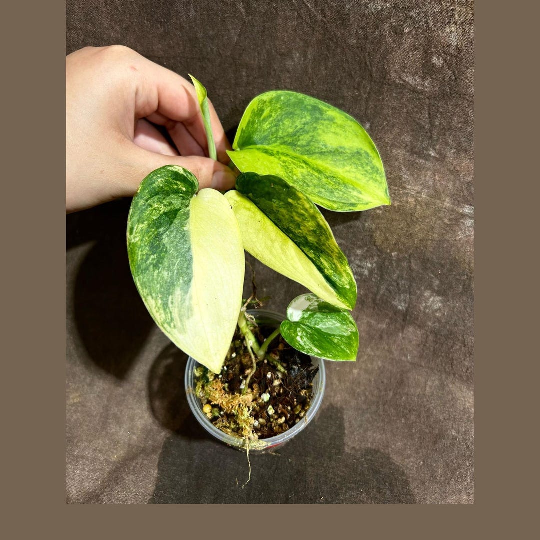 Variegated Scindapsus Pictus 'jade Satin' Plant in a Nursery Pot | Rare ...