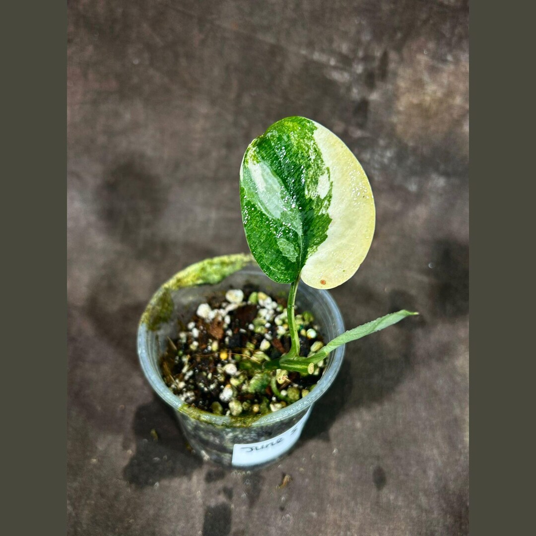 Variegated Scindapsus Pictus 'jade Satin' Plant in a Nursery Pot | Rare ...