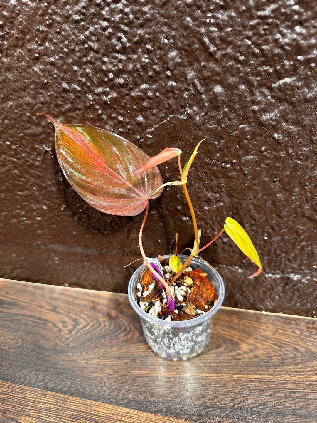 Rare Variegated Philodendron Mican Aurea in a Nursery Pot High ...