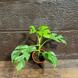 Rare Monstera Minima | Rhaphidophora Tetrasperma | Mini Monstera ...