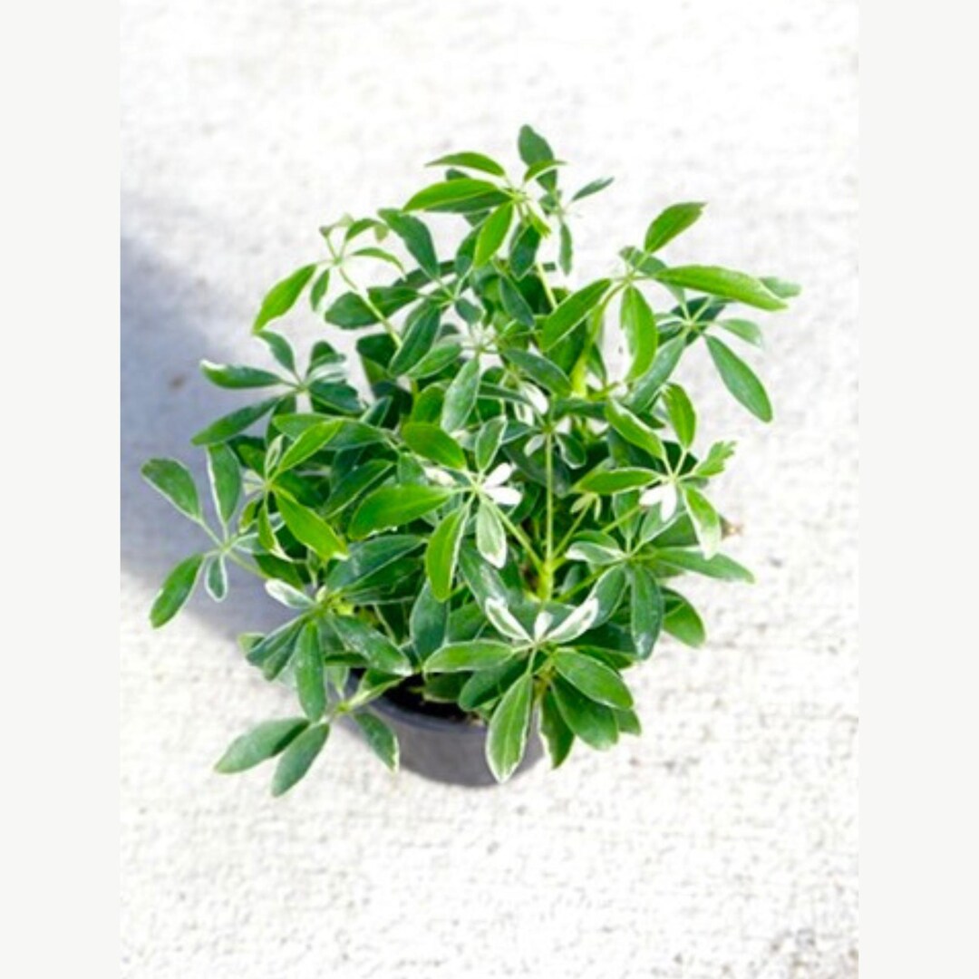 Schefflera Moondrop Variegated Umbrella Plant in a 3" Nursery Pot - Low ...
