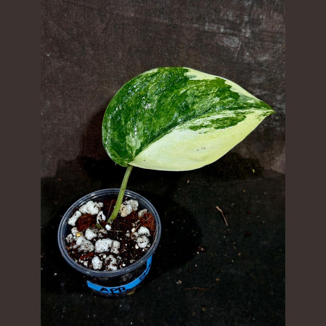 Scindapsus Jade Satin Variegated | Scindapsus 1 Leaf Potted Plant ...