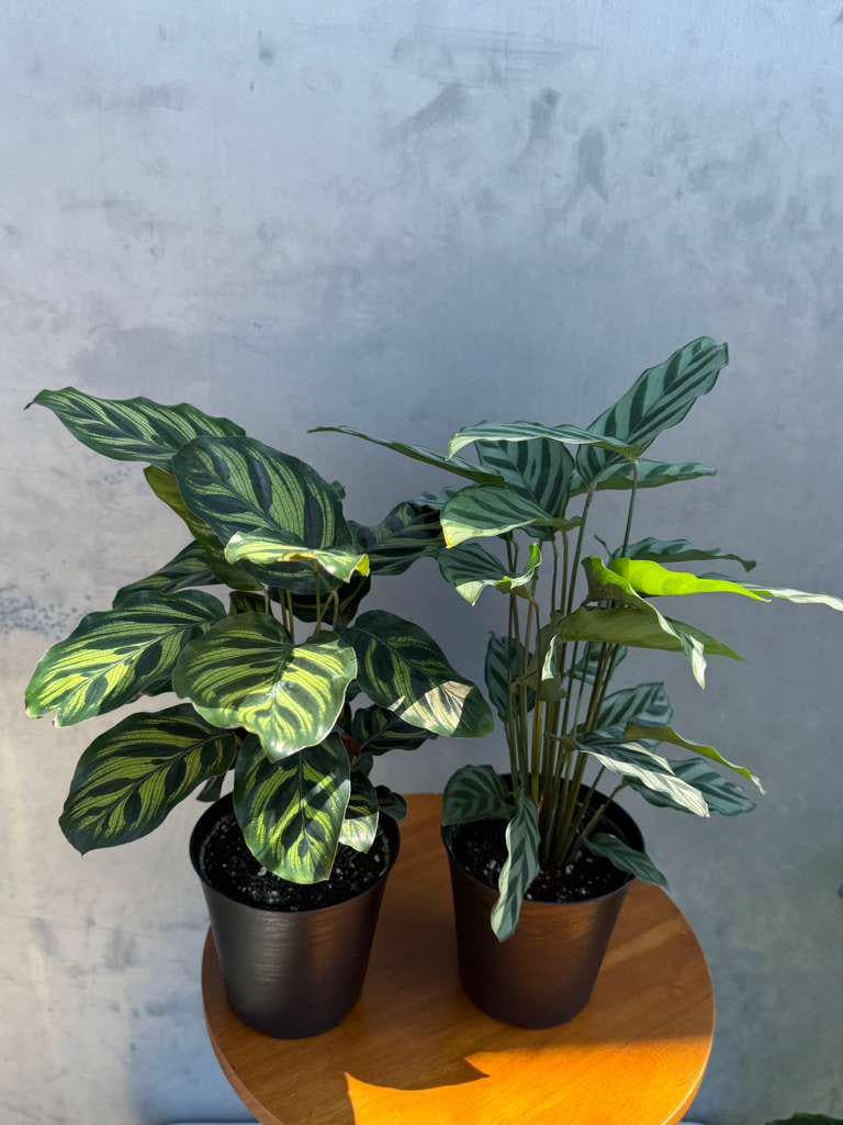 Calathea Assorted 2 Plants Set - Pack of 2 Calathea in 4" Pot - Rooted ...