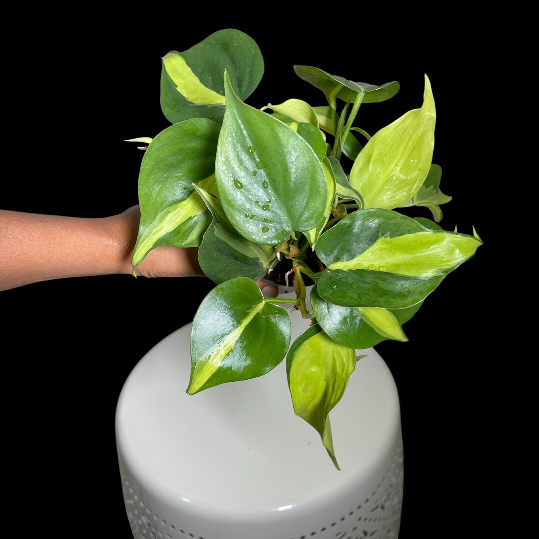 Rare Brazilian Philodendron Mature Vines Pot- Philodendron Brazil ...