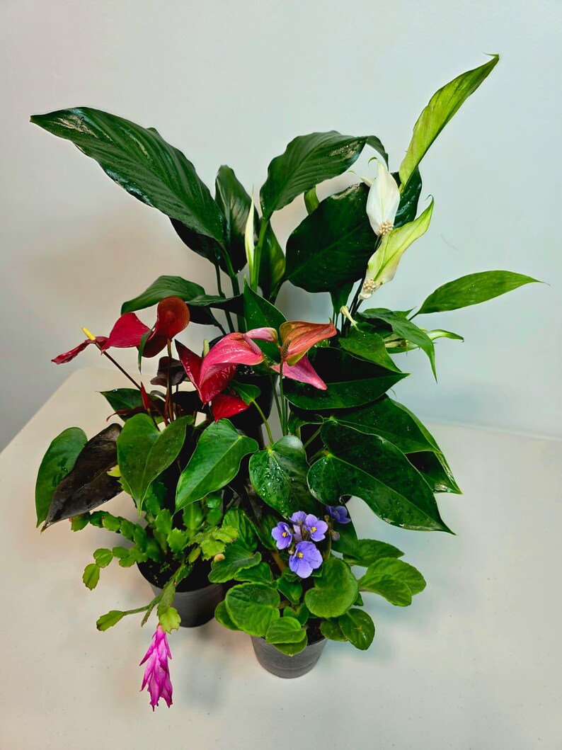Assorted Indoor Flowering Plant- Set of Any 4 Plants in 4" Pot ...