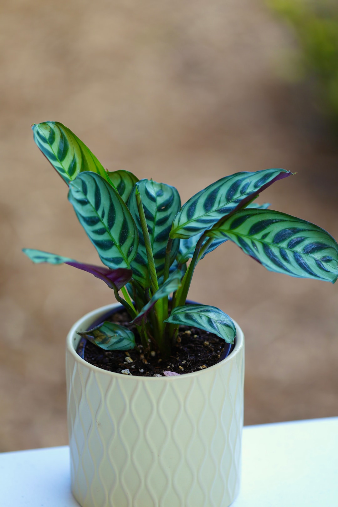 Calathea Burle Marx in a 3” Pot - Maranta Amabilis Burle Marxii Starter ...
