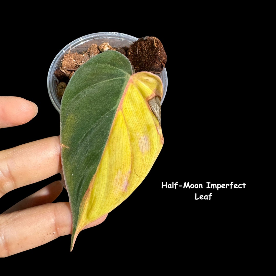 Rare Variegated Philodendron Mican Aurea in a Nursery Pot - High ...